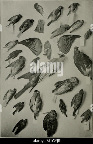 This 1916 publication examines the ecological impact of domestic cats ...