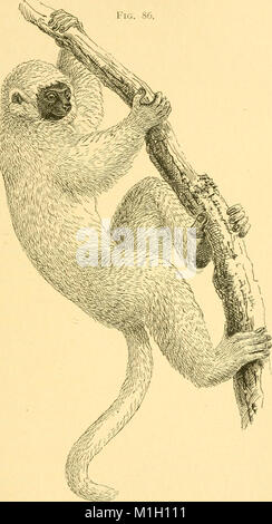 American types of animal life (1894) (18135318226 Stock Photo - Alamy