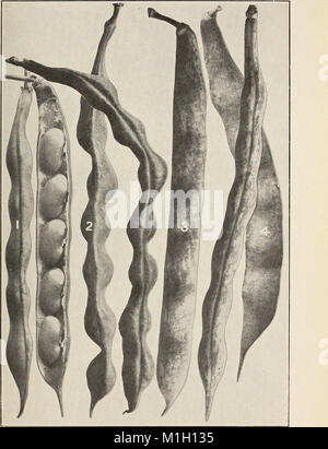 American varieties of garden beans (1907) (18161639245 Stock Photo - Alamy