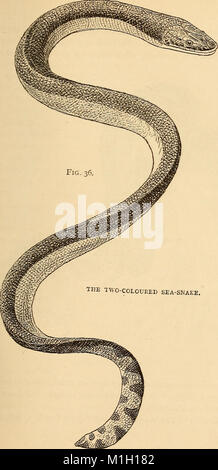 'American Types of Animal Life' (1894) examines the diversity of animal ...