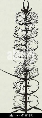 This study from 1977 focuses on early Pennsylvanian flora from west ...