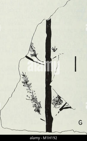. An Early Pennsylvanian flora with megalopteris and noeggerathiales ...