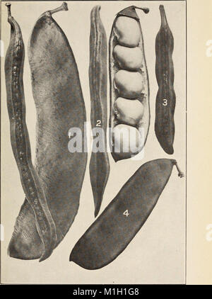 American varieties of garden beans (1907) (18161639245 Stock Photo - Alamy