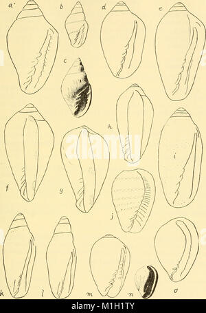 A 1954 guide to seashells found along the American coastline, offering ...