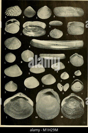 *American Seashells* (1954) is a comprehensive guide to the seashell ...