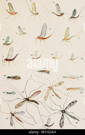 This 1916 guide offers detailed information on American trout-stream ...