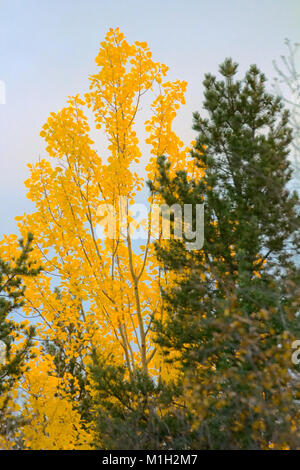 Mellow autumn, autumn forest. Golden autumn aspen and birch. Sad beauty ...