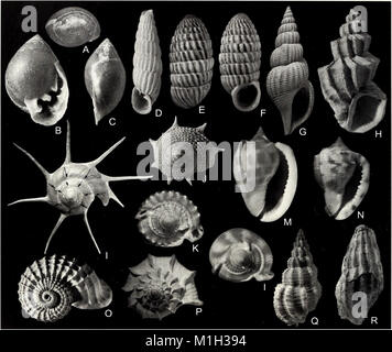 The 2001 American Malacological Bulletin publishes research on ...