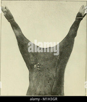 'Animal Castration' (1914) is a clinical guide detailing the procedures ...