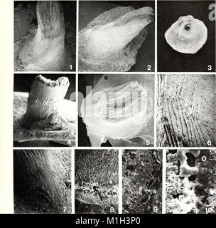 The 1983 edition of the American Malacological Bulletin contains ...