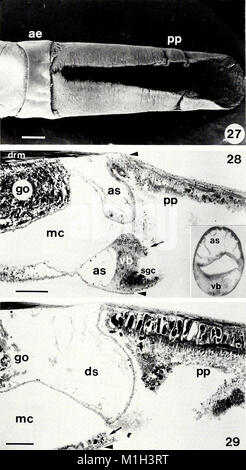 The *American Malacological Bulletin* (1990) presents research on ...