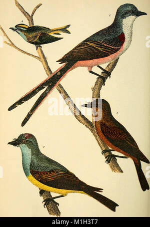 This comprehensive bird catalog covers North and Middle America ...