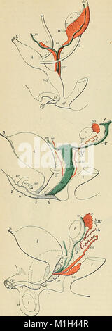 'Anatomy, Descriptive and Applied' (1913) offers a detailed overview of ...