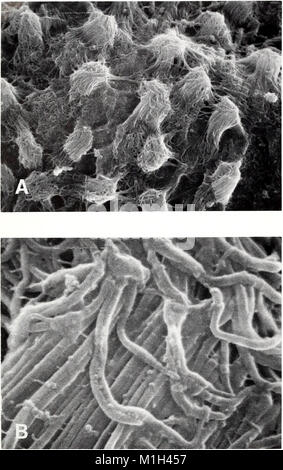 The 1983 American Malacological Bulletin publishes research and ...