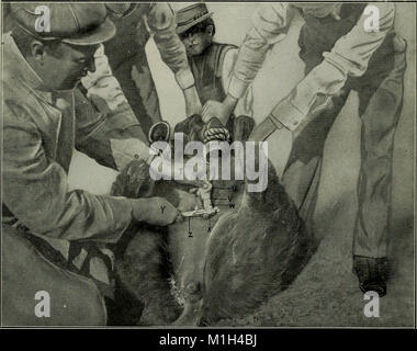 Animal Castration (1920) is a practical guide for students and ...