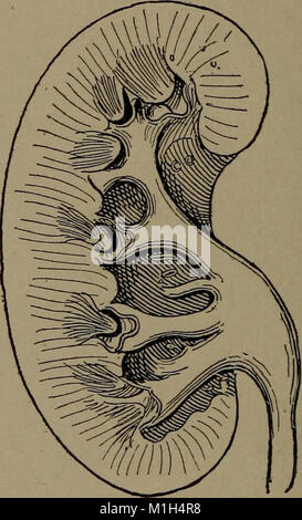 . A reference hand-book of gynecology for nurses . n each cornu. The ...