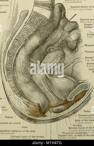 This atlas, published in 1919, offers detailed illustrations and ...
