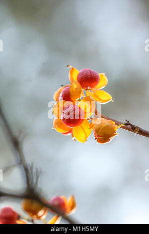 Tree strangler (Cela Trus orbiculatus Diana), Baumwürger (Celastrus ...