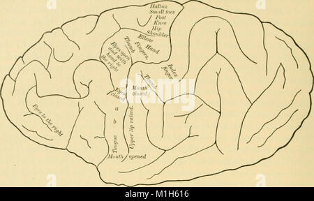 'An American Text-Book of Physiology' (1897) is a comprehensive medical ...