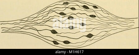 *An American Text-Book of Physiology* (1897) is a comprehensive ...