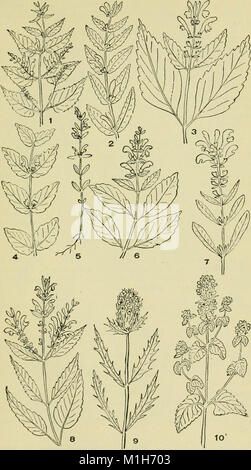 This guide focuses on identifying native tree species, using visual ...