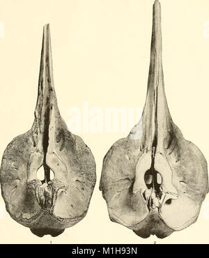 An account of the beaked whales of the family Ziphid in the collection ...