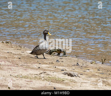 Nile Monitor Lizard in a Waterhole in Hwange National Park in Zimbabwe ...