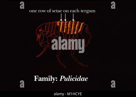 Illustration of the bristles (setae) on the flea's abdominal tergites ...