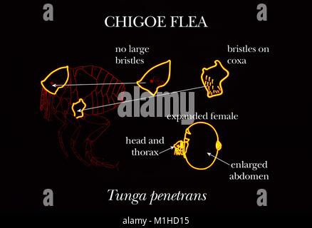 Tunga penetrans, chigoe flea Stock Photo - Alamy