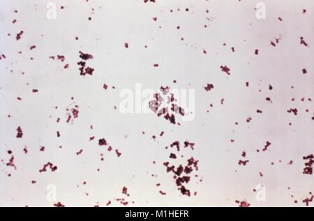 Staphylococcus aureus bacteria, light micrograph. These Gram-positive ...