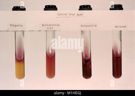 Photograph of four test tubes with different bacteria cultures ...