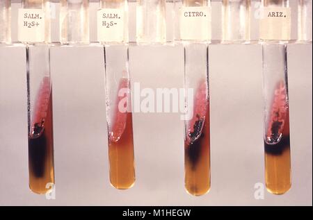Photograph of four test tubes with different bacteria cultures (Arizona ...