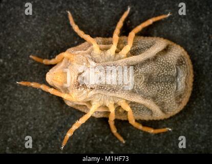 Macro photograph showing ventral view of a Bat tick (Carios kelleyi ...