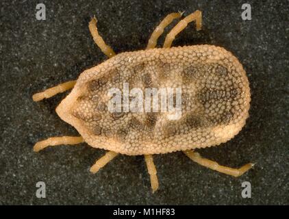 Bat Tick (Carios kelleyi), dorsal view, 2003. Image courtesy Centers ...