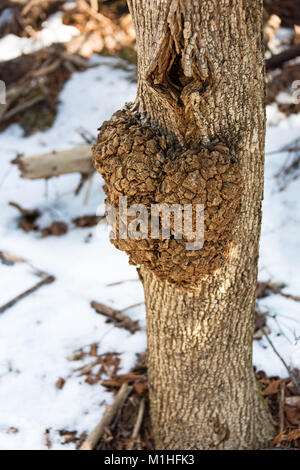 A large burl or burr on the trunk of an ash tree, Northeast Harbor ...