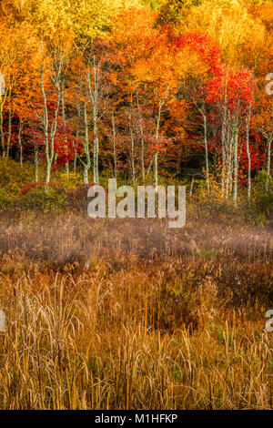 Autumn Foliage Norfolk, Connecticut, USA Stock Photo - Alamy