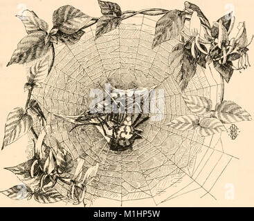 This work explores the orb-weaving spiders of the United States ...