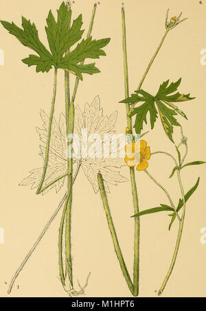 This comprehensive herbal guide details the uses and medicinal benefits ...