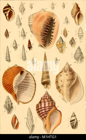 American marine conchology, or, Descriptions of the shells of the ...