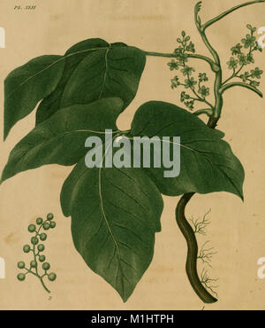 'American Medical Botany' is a compilation of native medicinal plants ...