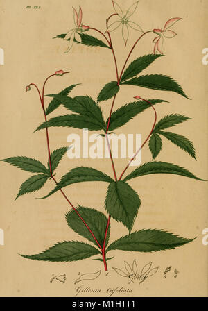American Medical Botany compiles native medicinal plants of the U.S ...