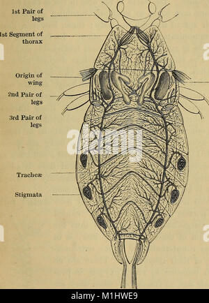 . Comparative animal physiology. Physiology, Comparative; Physiology ...