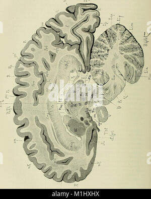 . Anatomie des centres nerveux. ©. â sa,sillon antÃ©rieur du 4Â ...