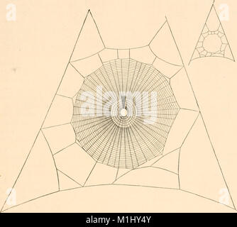 This work explores the orb-weaving spiders of the United States ...