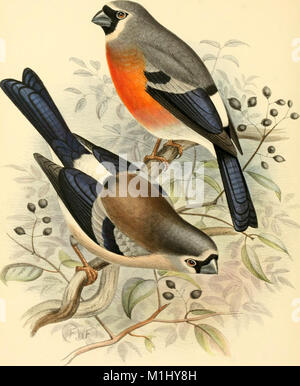 This 1888 monograph focuses on the weaver-birds (Ploceidae) and finches ...