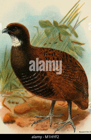 'A Hand-Book to the Game-Birds' (1896) provides comprehensive ...