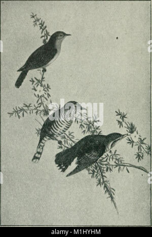 'A Key to the Birds of Australia' (1906) is a comprehensive guide to ...