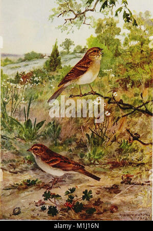 'A Year with the Birds' (1917) offers a detailed observation of bird ...