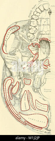 This 1897 text on human anatomy provides detailed descriptions of the ...