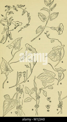 This educational botany text provides an overview of plant structure ...